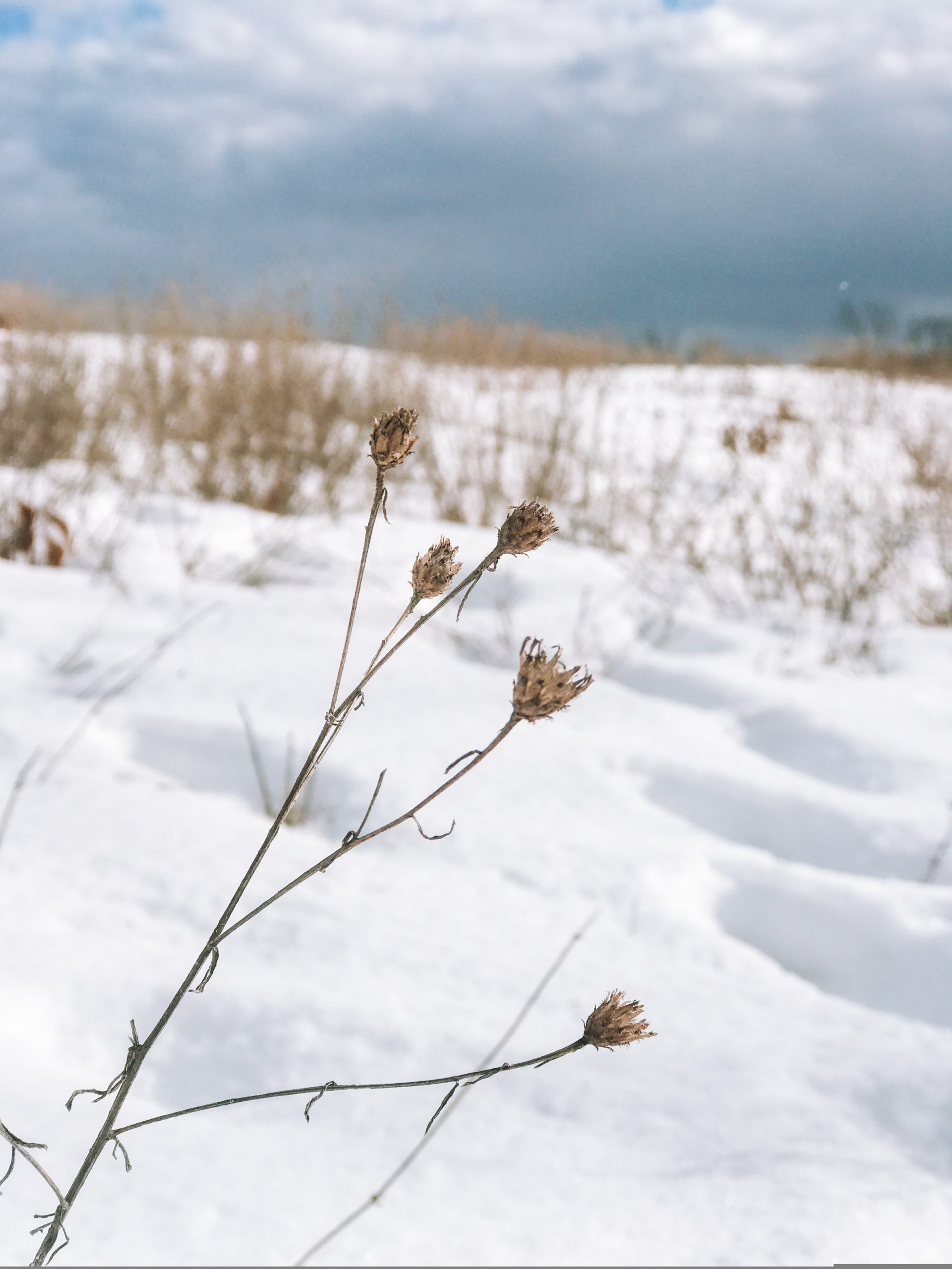 Embracing the Snow at Art Omi - Enlightened by Bravery